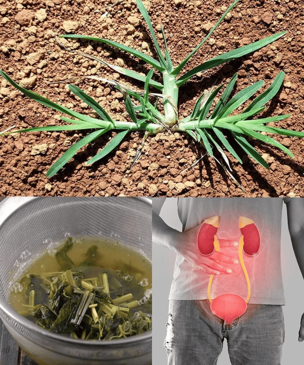 Goosegrass: A Powerful Herb for Health and Wellness - News