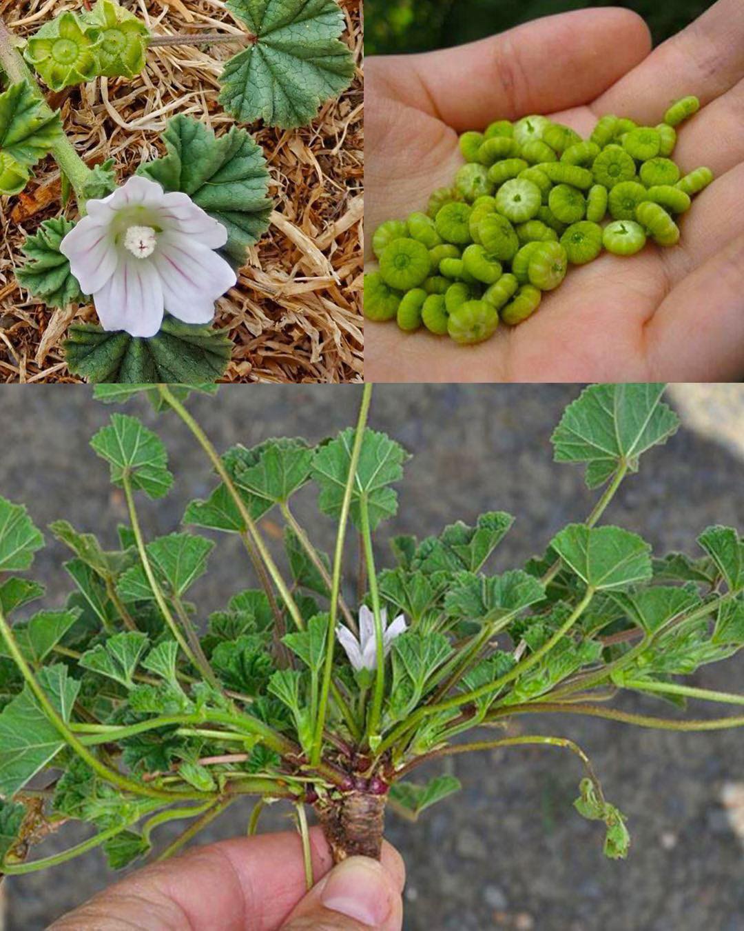 Dwarf Mallow (Malva neglecta): A Powerhouse of Health Benefits and Uses ...