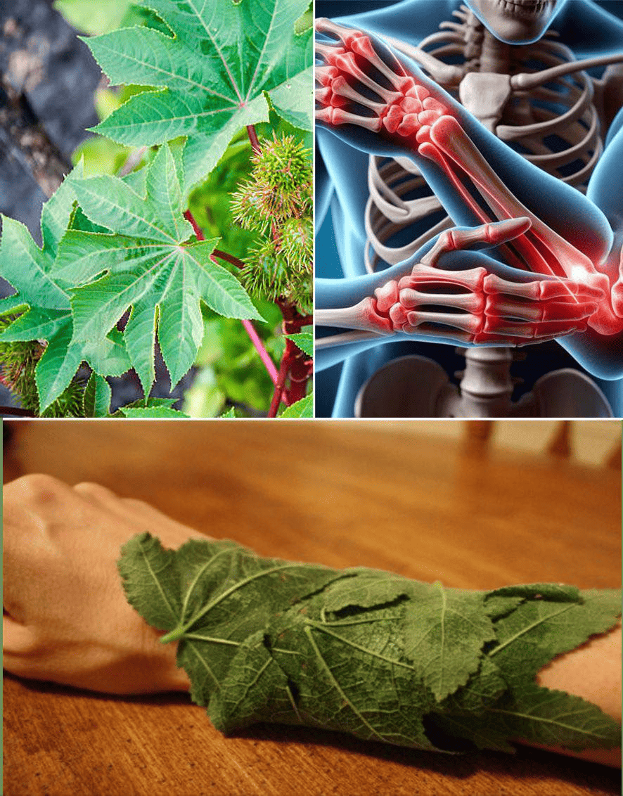 10 Powerful Benefits of Castor Leaves You Probably Didn’t Know About - News