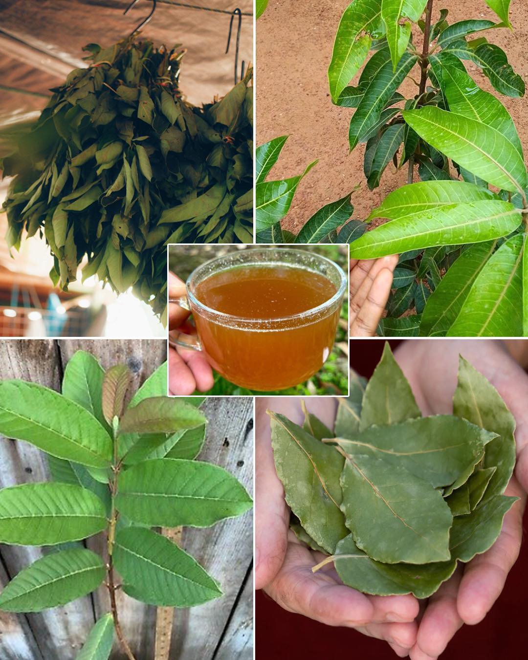 The four medicinal leaves: Avocado leaves, mango leaves, bay leaves ...