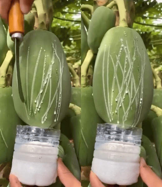 Papaya Sap: Nature’s Hidden Elixir for Health and Wellness - News