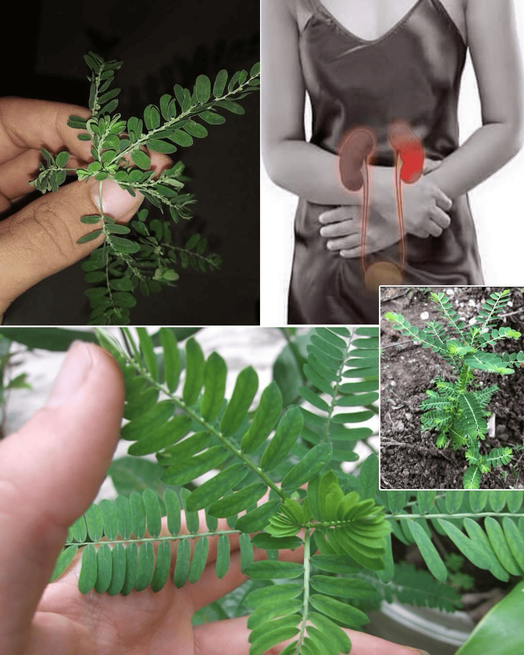 Health Benefits of Stone Breaker Leaves (Chanca Piedra) - News