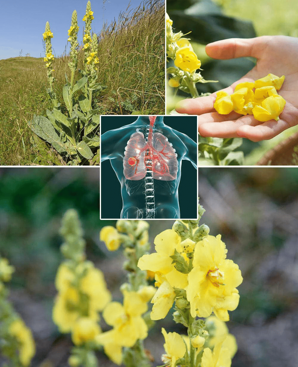 Mullein Flowers: Simple Secrets for Natural Healing and Wellness - News