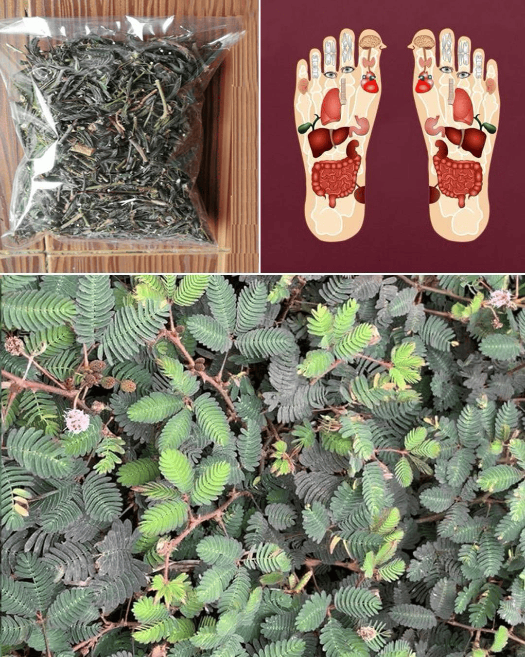 The Healing Power of Mimosa Pudica – health benefits and uses - News