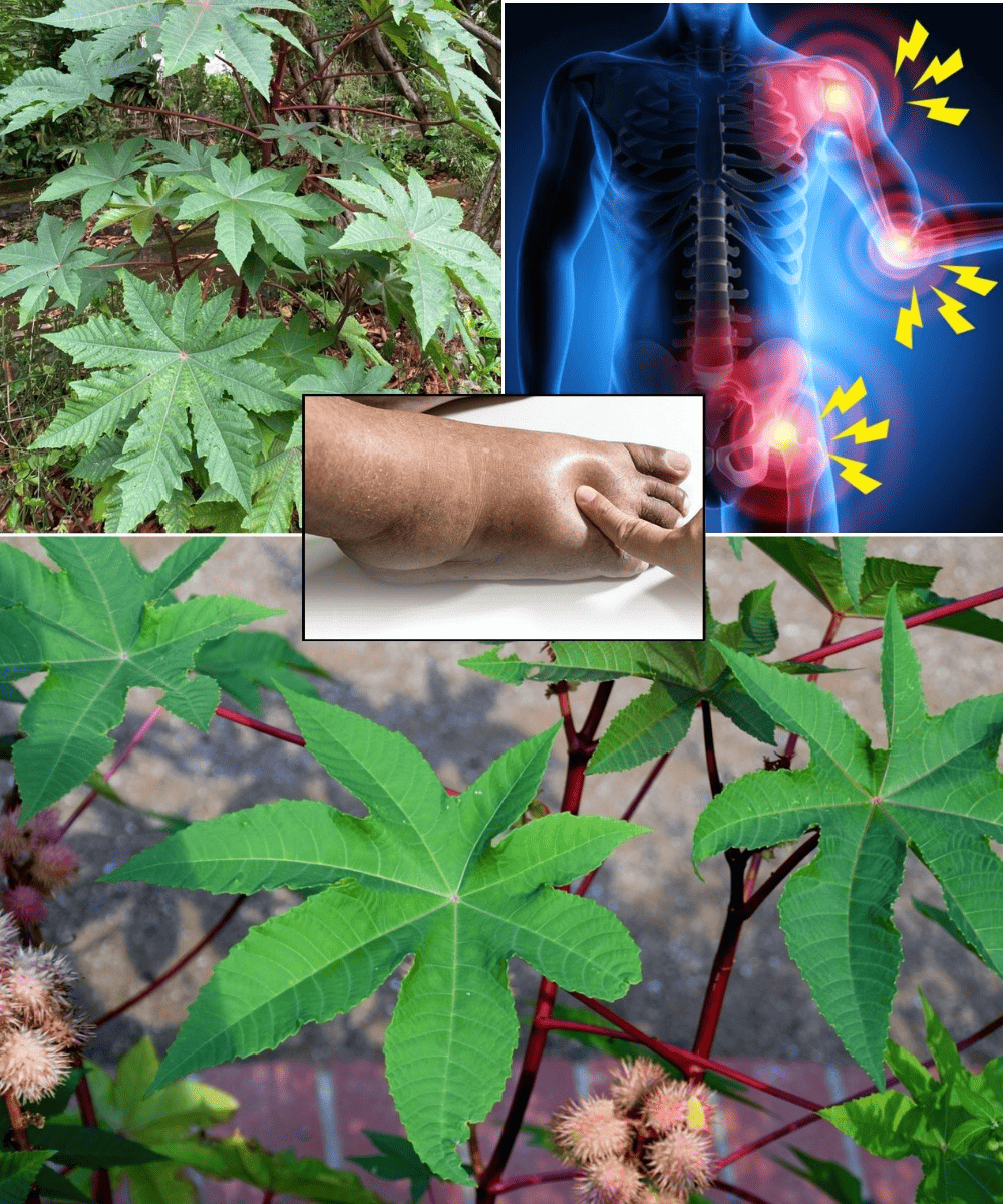 10 Powerful Benefits of Castor Leaves You Probably Didn’t Know About - News