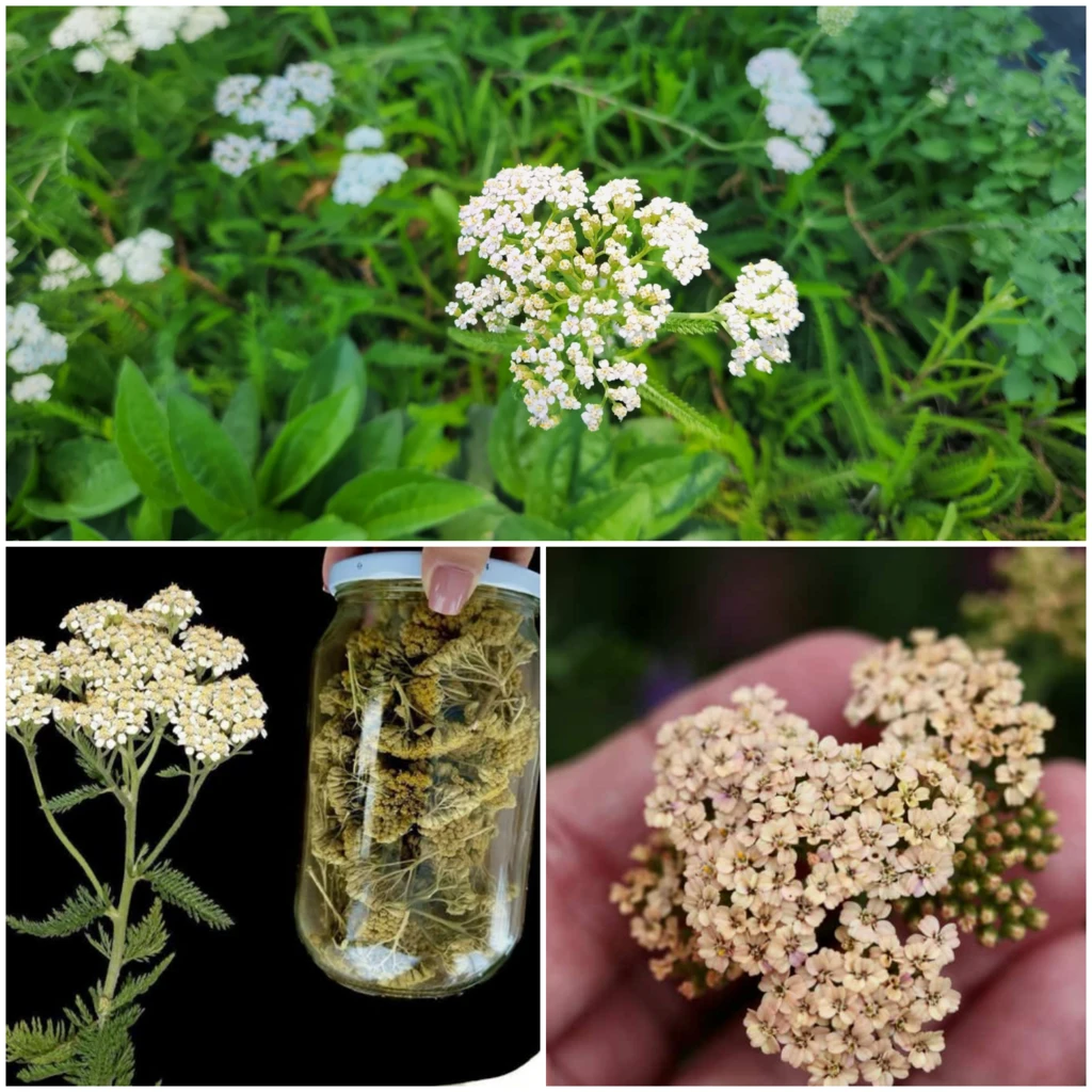 The plant you see in the photo is one of the most miraculous plants in ...