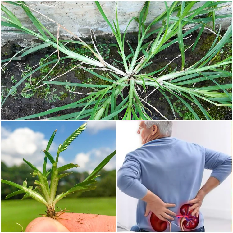 The plant you see in the picture is one of the most miraculous plants ...