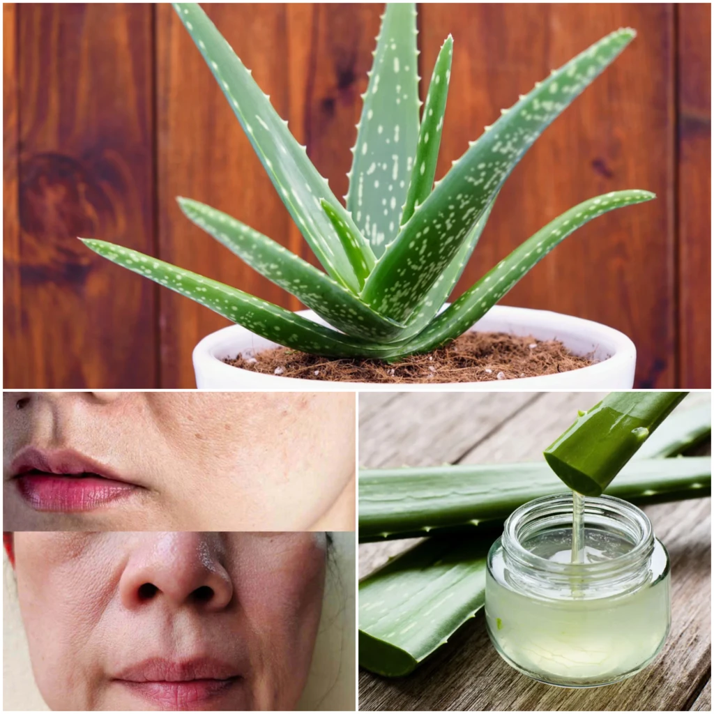Consider planting an aloe vera in a corner of your garden; here are 10 ...
