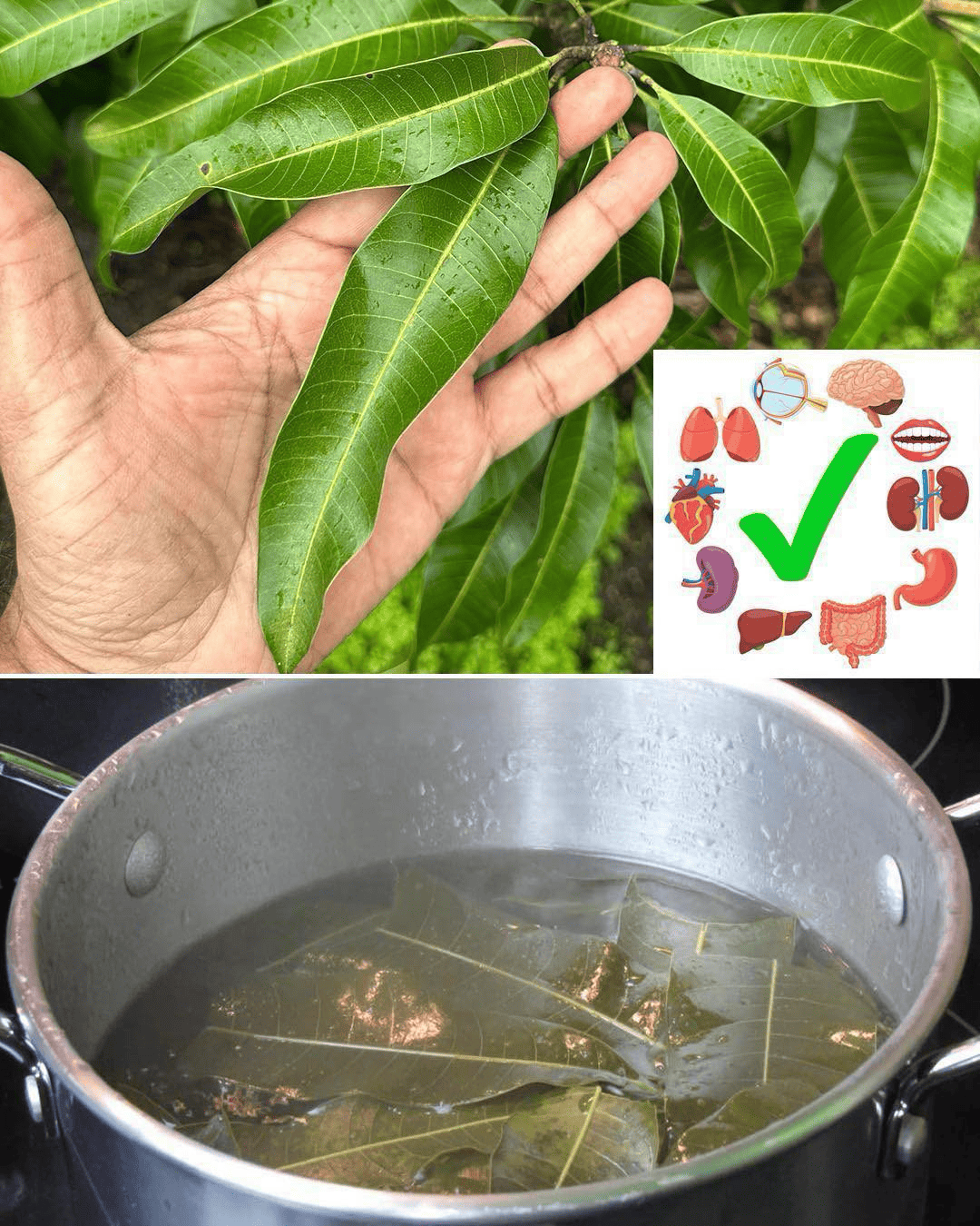 The Hidden Power of Mango Leaves: 30 Benefits and Homemade Uses - News