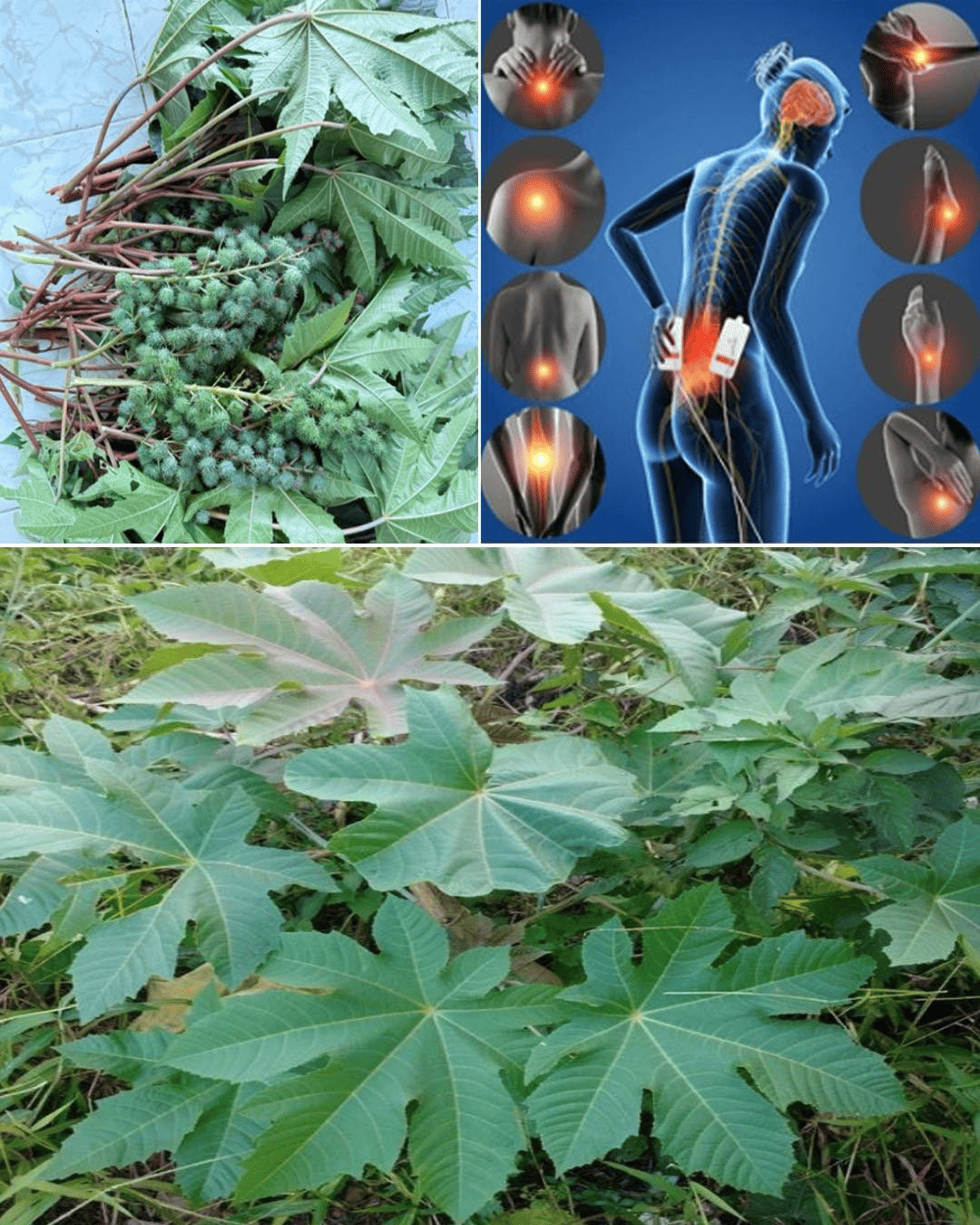 Some of the Benefits of Castor Leaves and the Seed - News