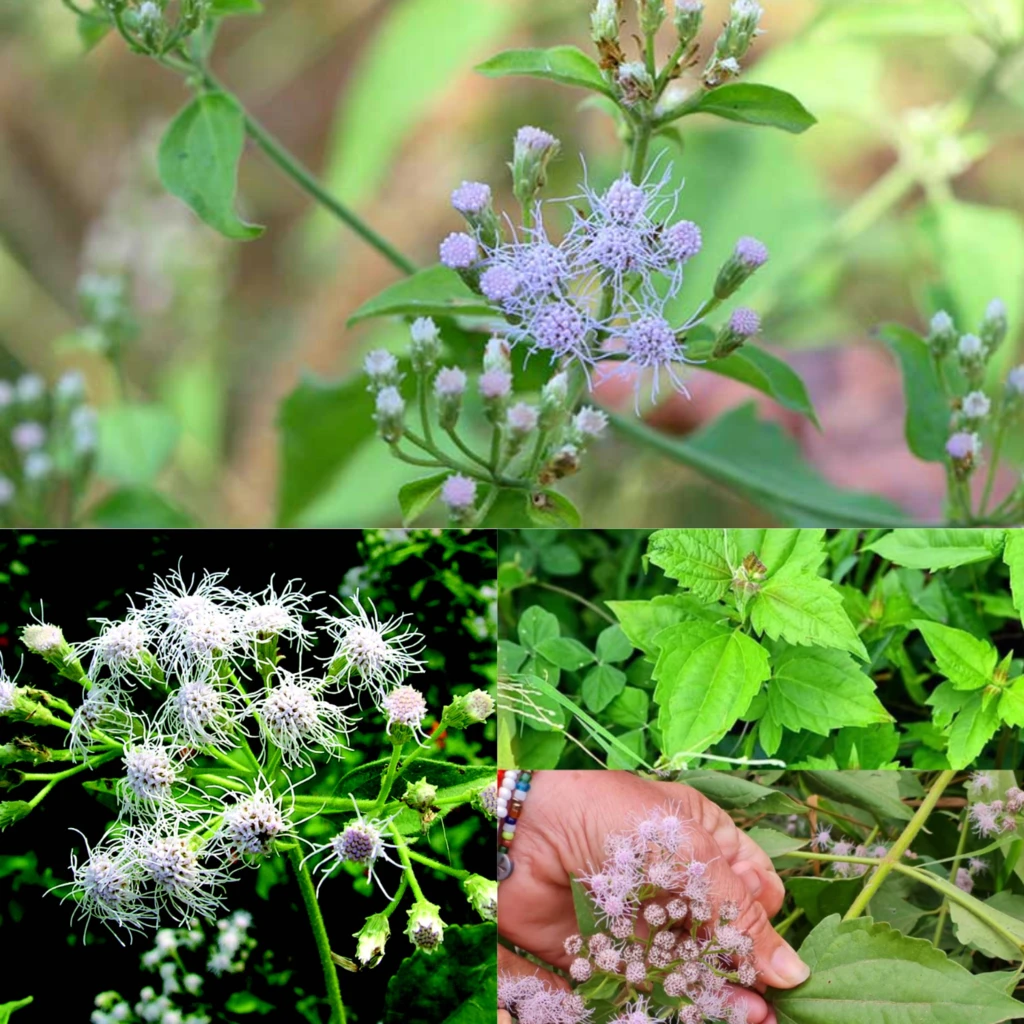 The plant in this picture may look simple, but it’s been cherished for ...