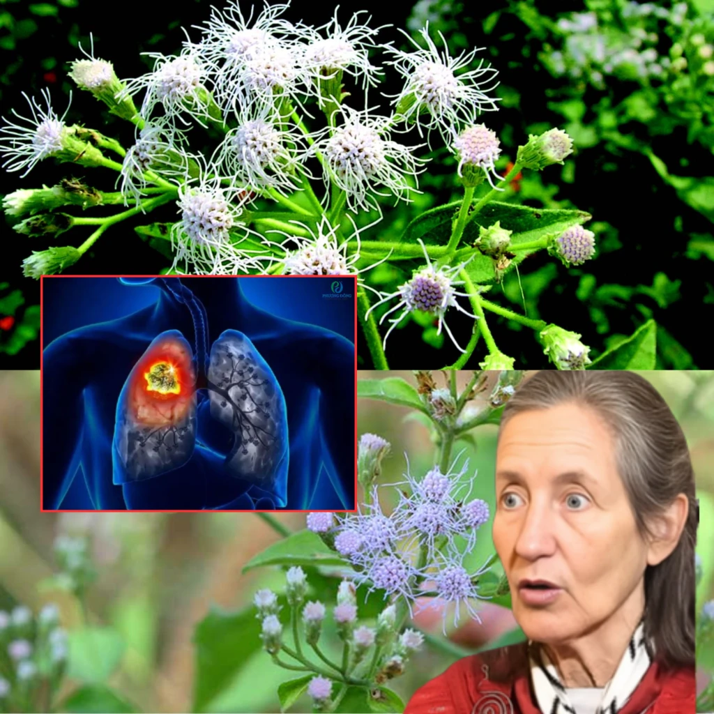 The plant in this picture may look simple, but it’s been cherished for ...