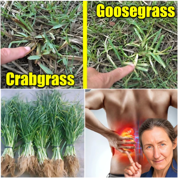 The Hidden Power of Goosegrass: The Unpretentious Wonder of Nature..... 💬👀👇 - News