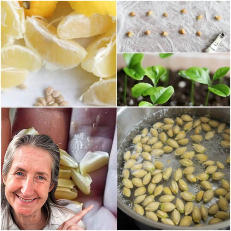 Top 5 Surprising and Practical Uses of Lemon Seeds You Didn’t Know ...