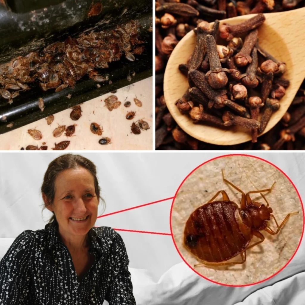How to eliminate bed bugs – Powerful mix with cloves - News