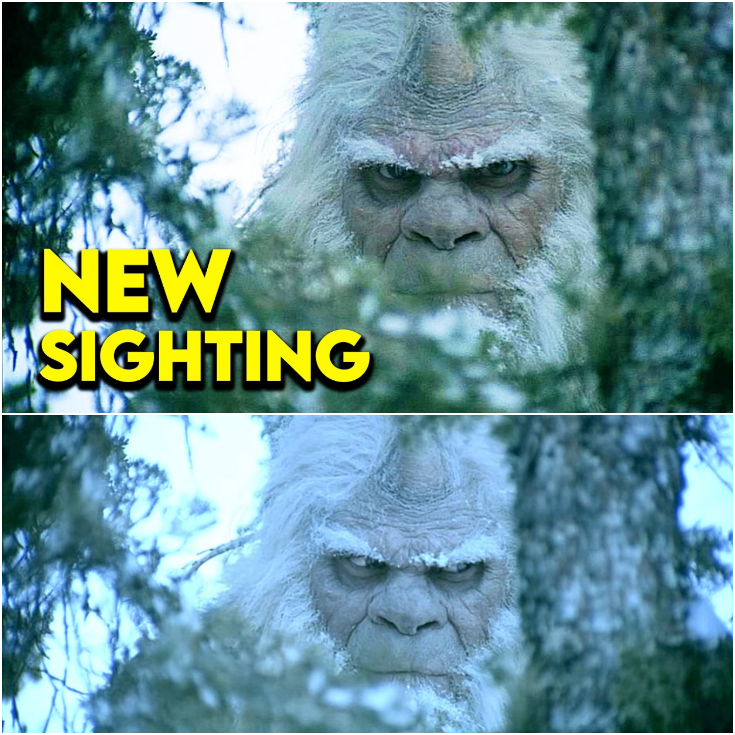 A White Bigfoot Has Been Seen for 100 Years But Reports Are Getting ...